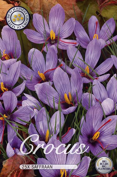 Bulbi Branduse Sativus Sofran (Crocus) | Depozitul de Bulbi