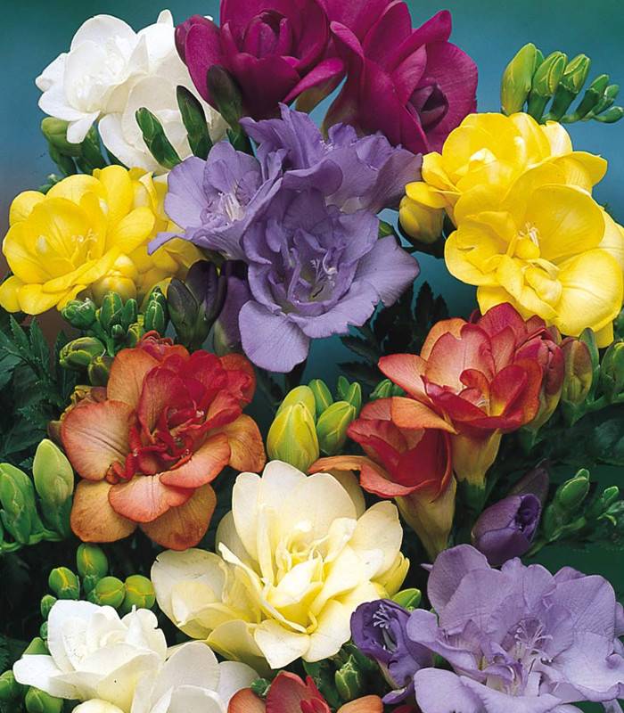 Bulbi Frezie Double Mix Multicolor | Depozitul de Bulbi