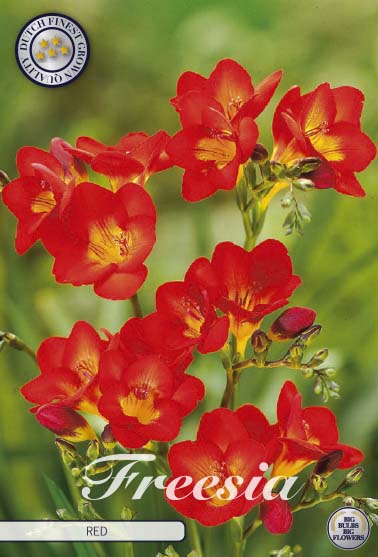 Frezie Rosie - 15 bulbi premium | Depozitul de Bulbi