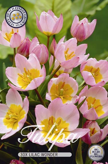 Lalea Roz Lilac Wonder - 30 Bulbi Premium|Depozitul de Bulbi