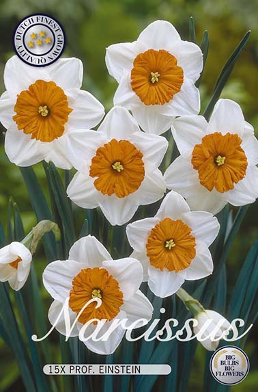 Narcisa Prof. Einstein-5 Bulbi Narcise Prof. Einstein Premium