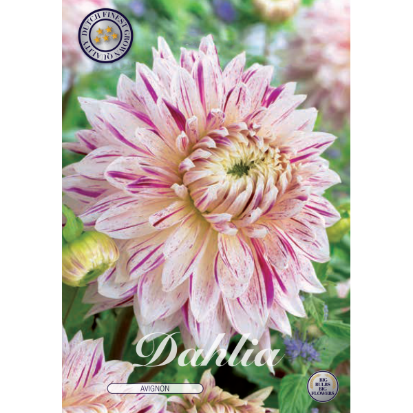 Dalie Avignon - 1 bulb - Bulbi Flori Online|Depozitul De Bulbi