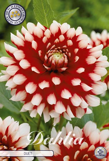 Dalie Duet - Bulbi Flori de Primavara|Depozitul De Bulbi