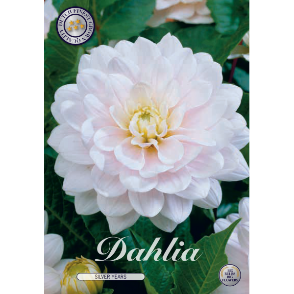 Dalie Alba Silver Years - Bulbi Flori de Primavara | Depozitul De Bulbi