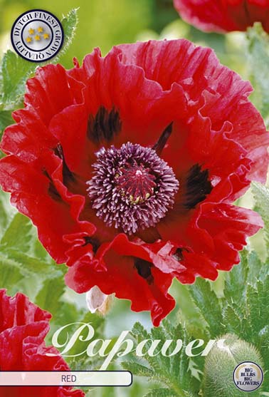 Papaver Red - Mac Rosu de Gradina - 1 bulb