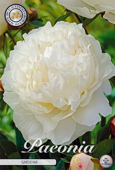 Bujor Paeonia Gardenia - 1 bulb | Depozitul De Bulbi