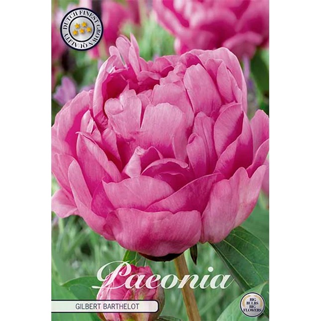 Bujor Paeonia Gilbert Barthelot - 1 bulb|Depozitul De Bulbi