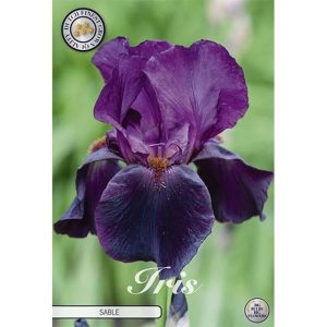 Iris Germanica Sable - Bulbi Flori Online | Depozitul de Bulbi